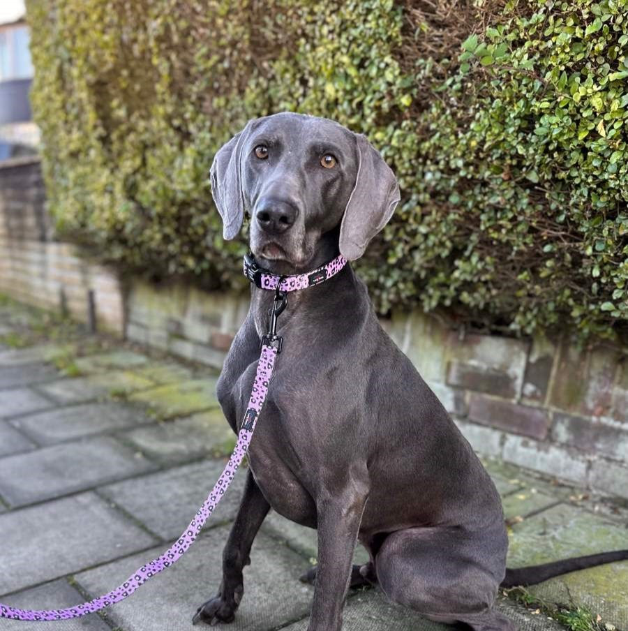 Long Paws | Exceptional Dog Accessories | UK