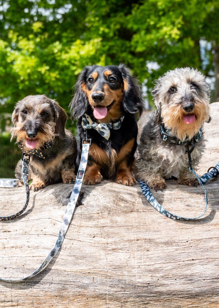 Long Paws | Exceptional Dog Accessories | UK