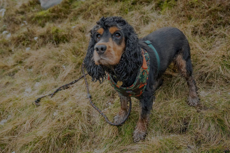 Long Paws | Exceptional Dog Accessories | UK