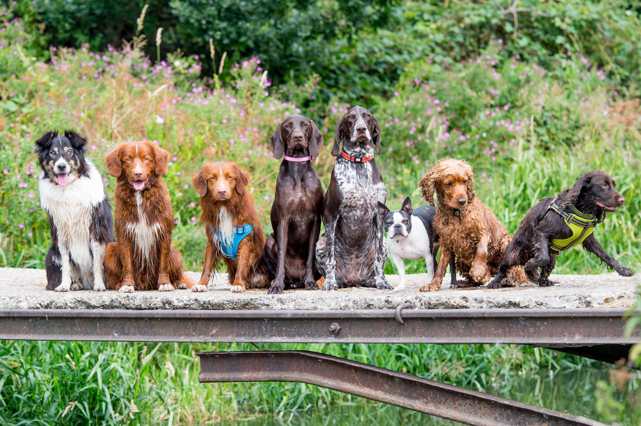 Long Paws | Exceptional Dog Accessories | UK