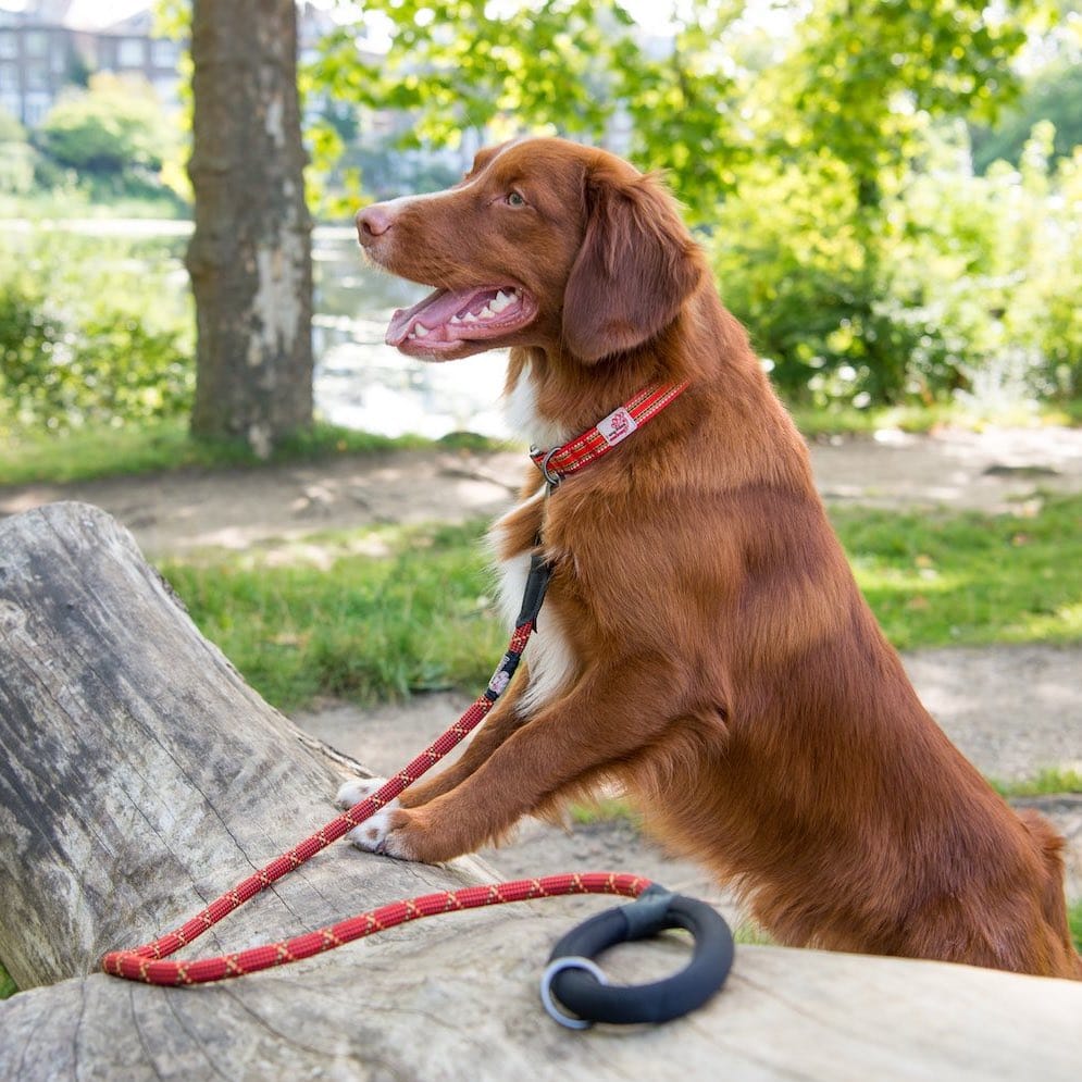 Shop our range of safe and secure Dog Leads at Long Paws | Rope Leads ...