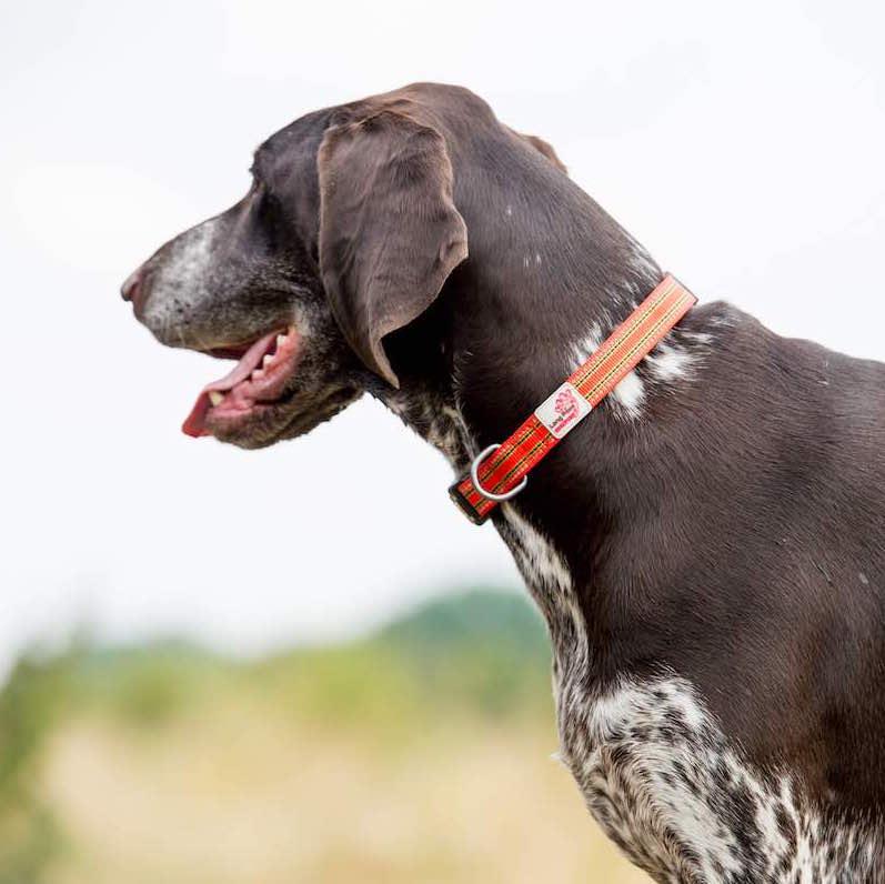 Long Paws Comfort Padded Dog Collar | Reflective Dog Collar UK | Orange ...