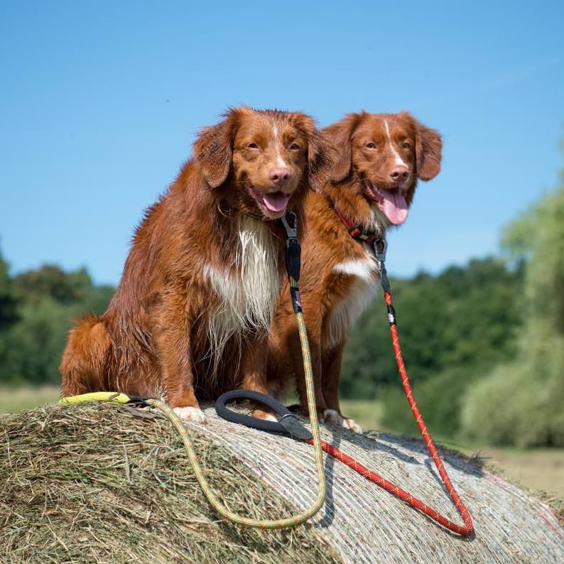 Dog Harness UK | The best range of Comfortable and Secure Dog Harnesses ...