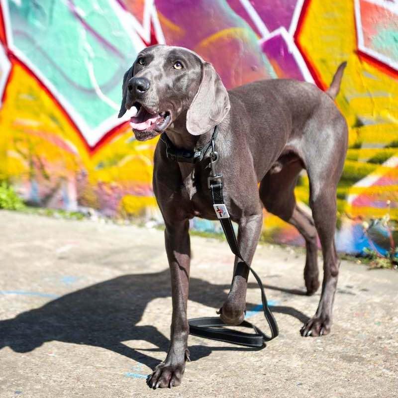 Long Paws | Exceptional Dog Accessories | UK